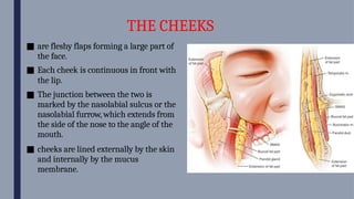 4. Oral Cavity anatomy ,vasculation and lympatic drainage | PPTX