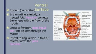 4. Oral Cavity anatomy ,vasculation and lympatic drainage | PPTX