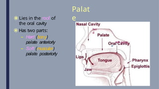 4. Oral Cavity anatomy ,vasculation and lympatic drainage | PPTX | Ear ...