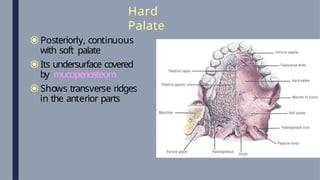 4. Oral Cavity anatomy ,vasculation and lympatic drainage | PPTX | Ear ...