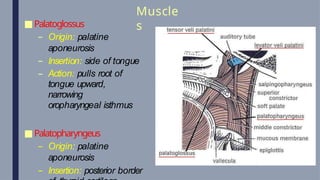 4. Oral Cavity anatomy ,vasculation and lympatic drainage | PPTX