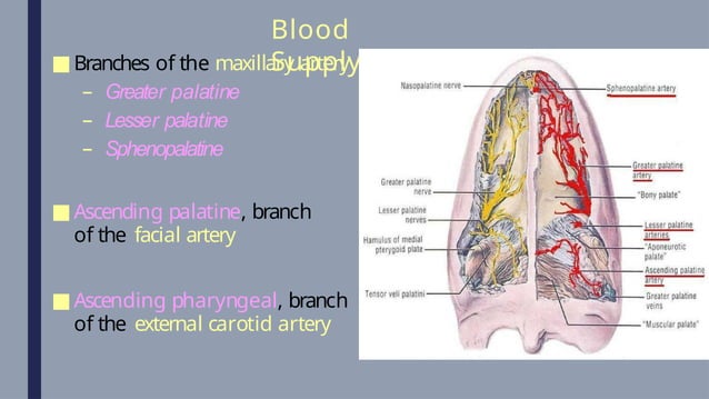 4. Oral Cavity anatomy ,vasculation and lympatic drainage | PPTX | Ear ...