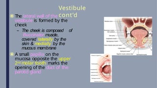 4. Oral Cavity anatomy ,vasculation and lympatic drainage | PPTX | Ear ...