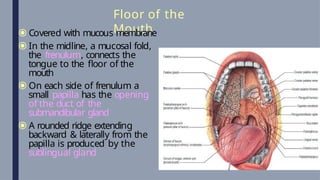 4. Oral Cavity anatomy ,vasculation and lympatic drainage | PPTX | Ear ...