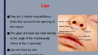 4. Oral Cavity anatomy ,vasculation and lympatic drainage | PPTX | Ear ...