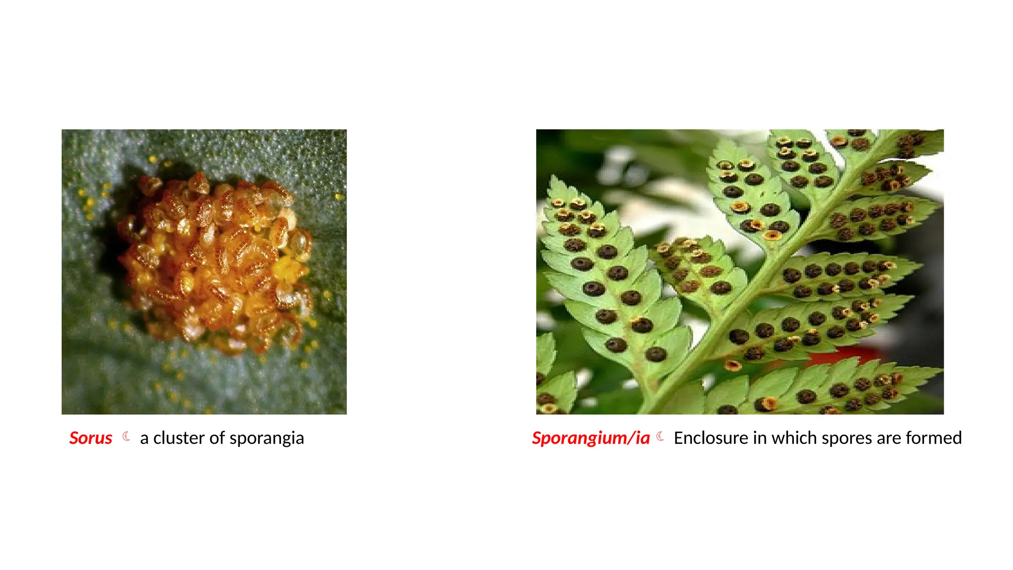 Biology: Ferns (Polypodiophyta) (School) | PPTX