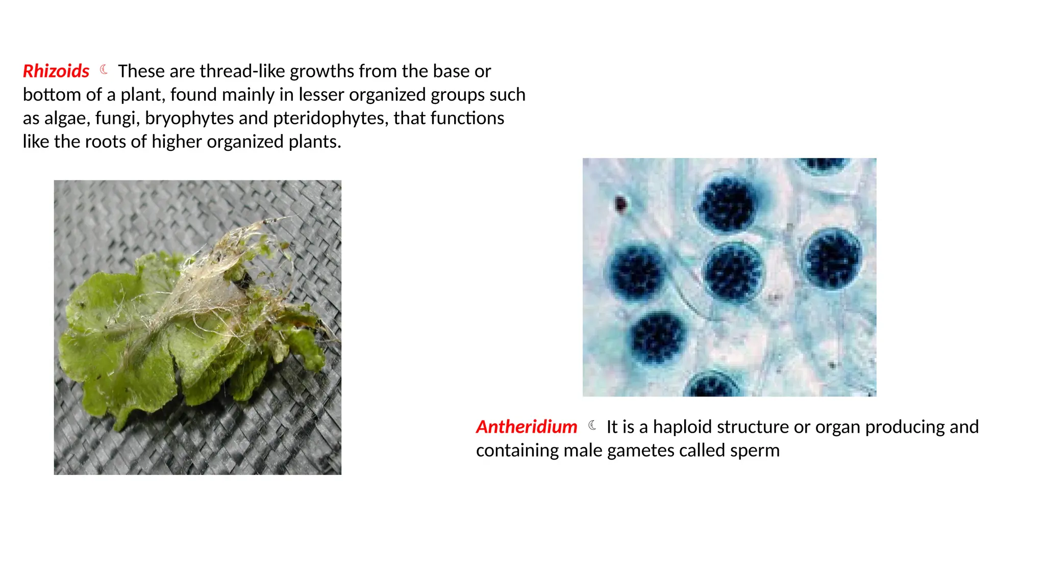 Biology: Ferns (Polypodiophyta) (School) | PPTX