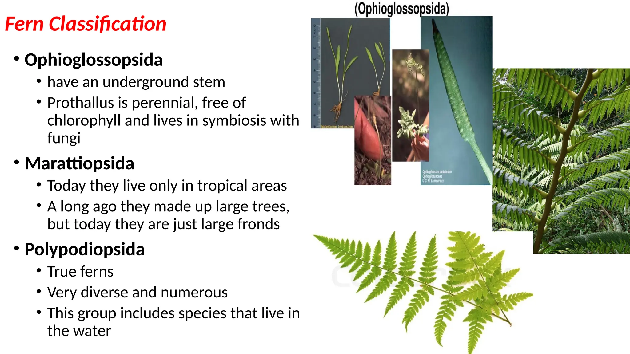 Biology: Ferns (Polypodiophyta) (School) | PPTX
