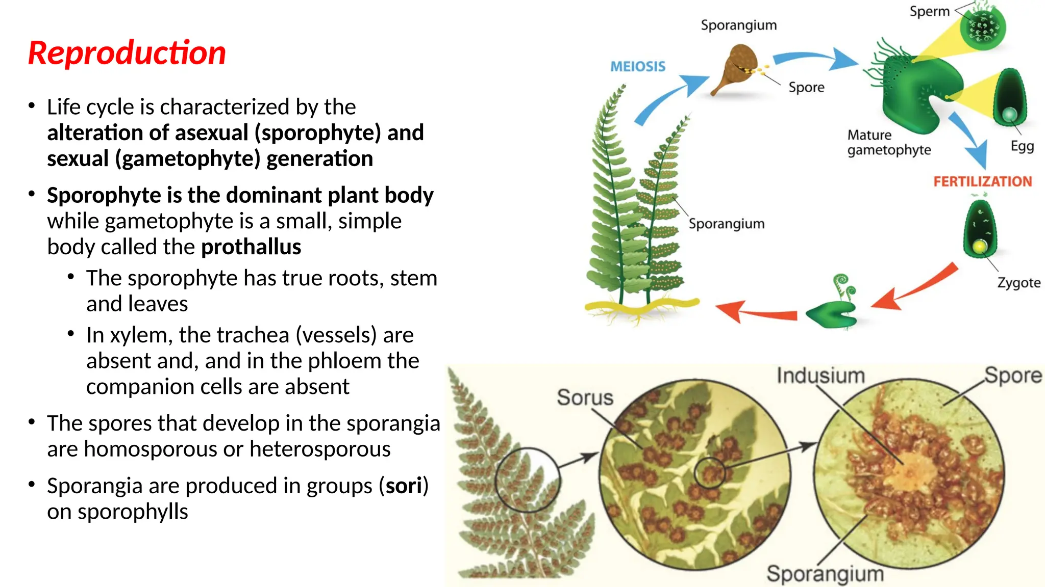 Biology: Ferns (Polypodiophyta) (School) | PPTX