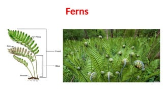 Biology: Ferns (Polypodiophyta) (School) | PPTX