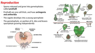 Biology: Ferns (Polypodiophyta) (School) | PPTX