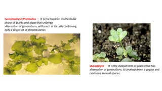 Biology: Ferns (Polypodiophyta) (School) | PPTX