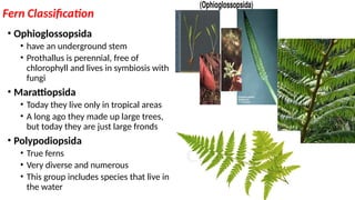 Biology: Ferns (Polypodiophyta) (School) | PPTX