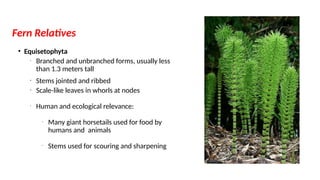 Biology: Ferns (Polypodiophyta) (School) | PPTX