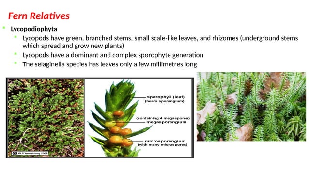 Biology: Ferns (Polypodiophyta) (School) | PPTX