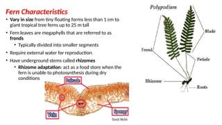 Biology: Ferns (Polypodiophyta) (School) | PPTX
