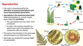 Biology: Ferns (Polypodiophyta) (School) | PPTX