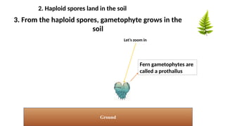 Biology: Ferns (Polypodiophyta) (School) | PPTX