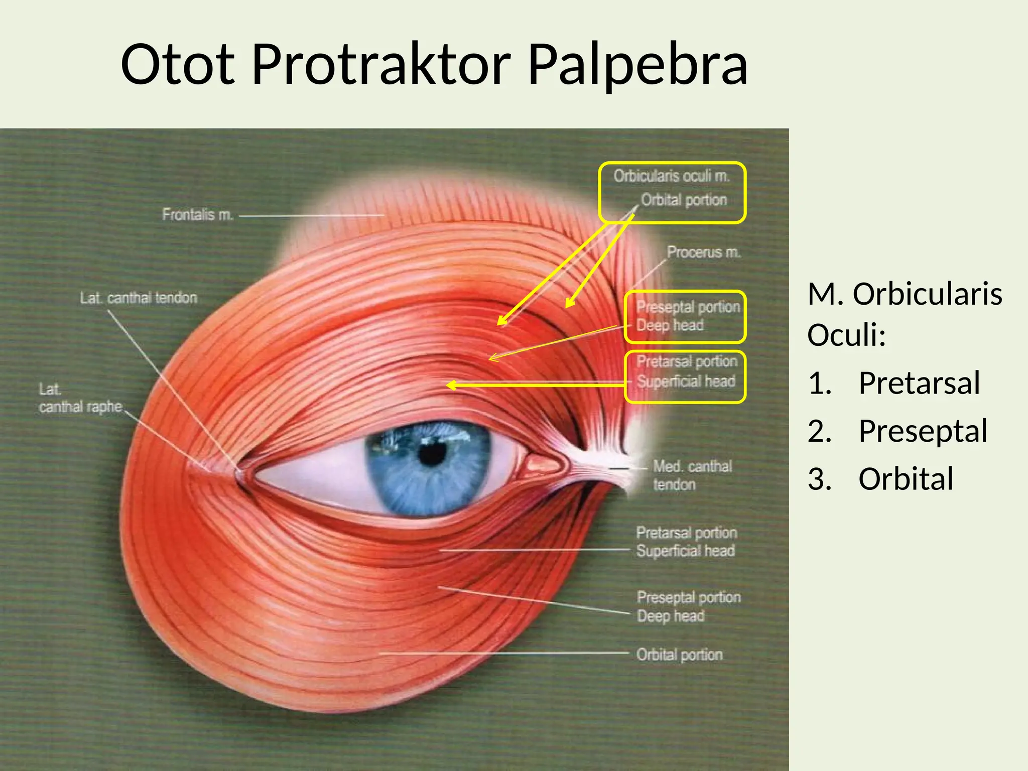 4. Penyakit Palpebra & Adneksa (dr. Halimah, Sp.M) .pptx