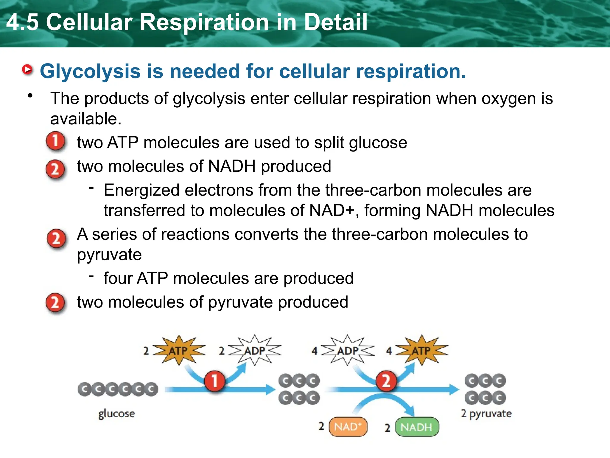 4.5 Cellular Respiration in Details.pptx