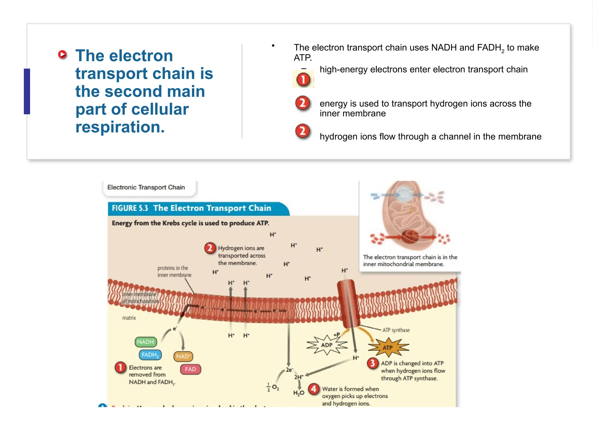 4.5 Cellular Respiration in Details.pptx