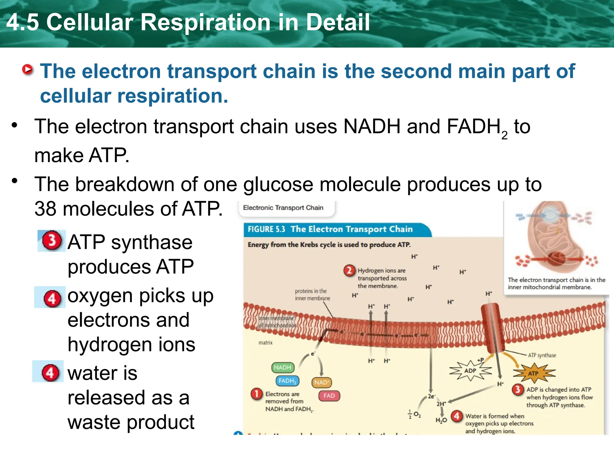 4.5 Cellular Respiration in Details.pptx