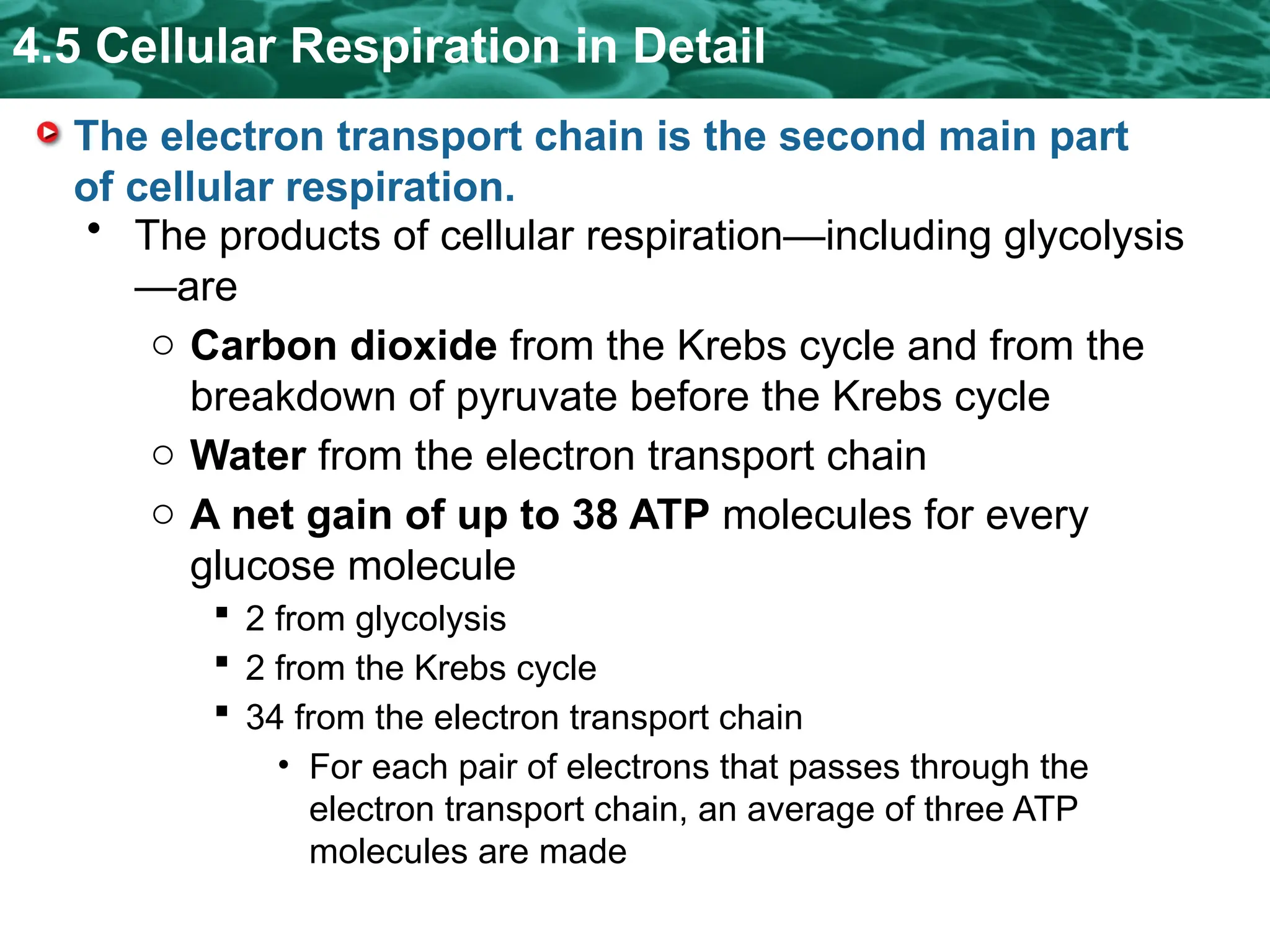 4.5 Cellular Respiration in Details.pptx