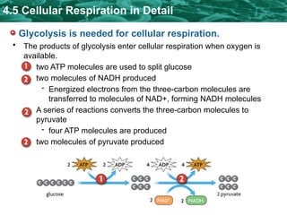 4.5 Cellular Respiration in Details.pptx