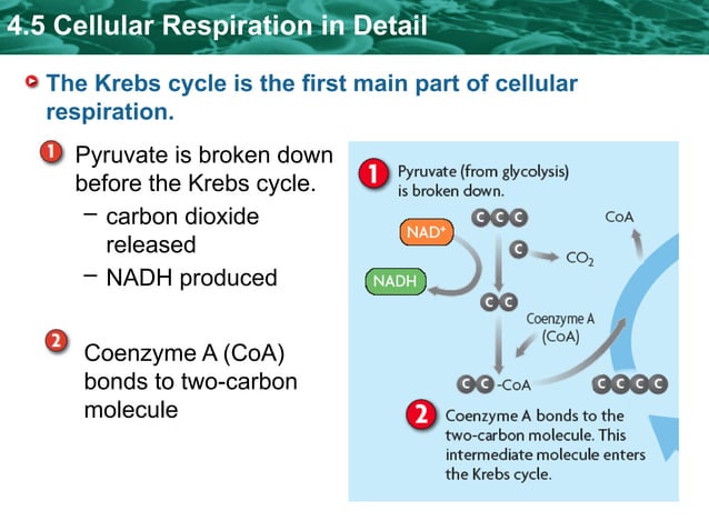 4.5 Cellular Respiration in Details.pptx