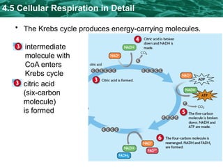 4.5 Cellular Respiration in Details.pptx