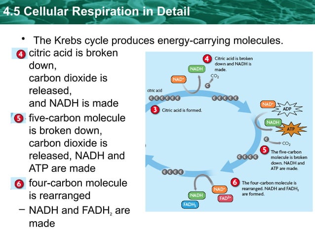 4.5 Cellular Respiration in Details.pptx