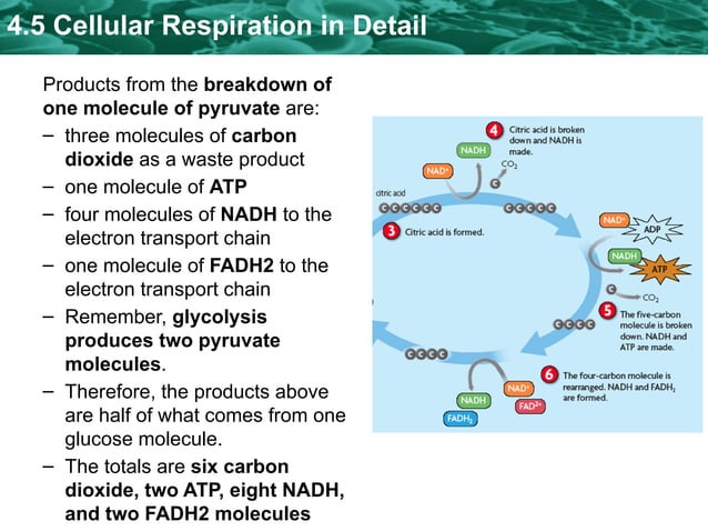 4.5 Cellular Respiration in Details.pptx