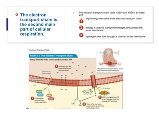 4.5 Cellular Respiration in Details.pptx