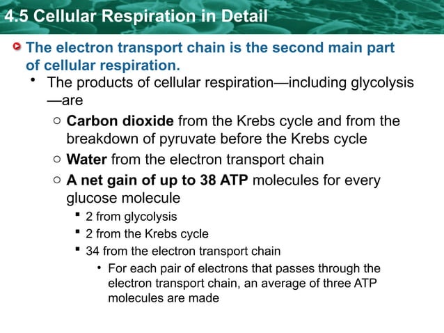 4.5 Cellular Respiration in Details.pptx