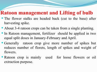 4.Production technology of Tuberose cultivation.pptx