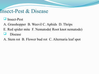4.Production technology of Tuberose cultivation.pptx