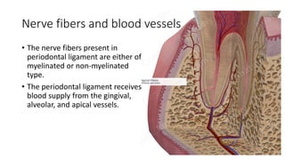 4. periodontium/ DENTAL PULP, PULP CHARACTHERISTICS | PPT
