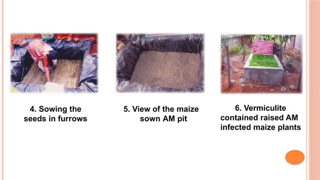 4.-Mass-production-of-AM-inoculants.pptx