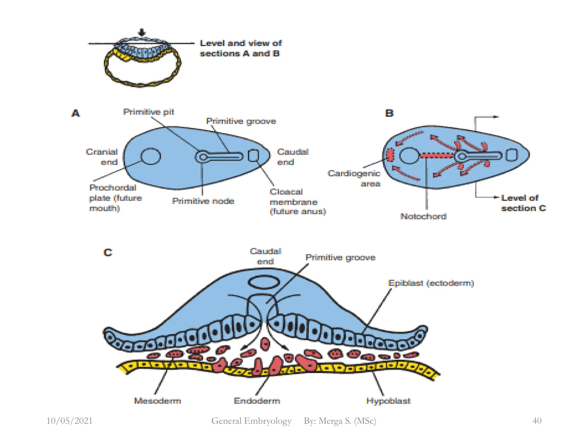 4.Basic embryology (1).pdfvg efgddghjnjjhh | PPT