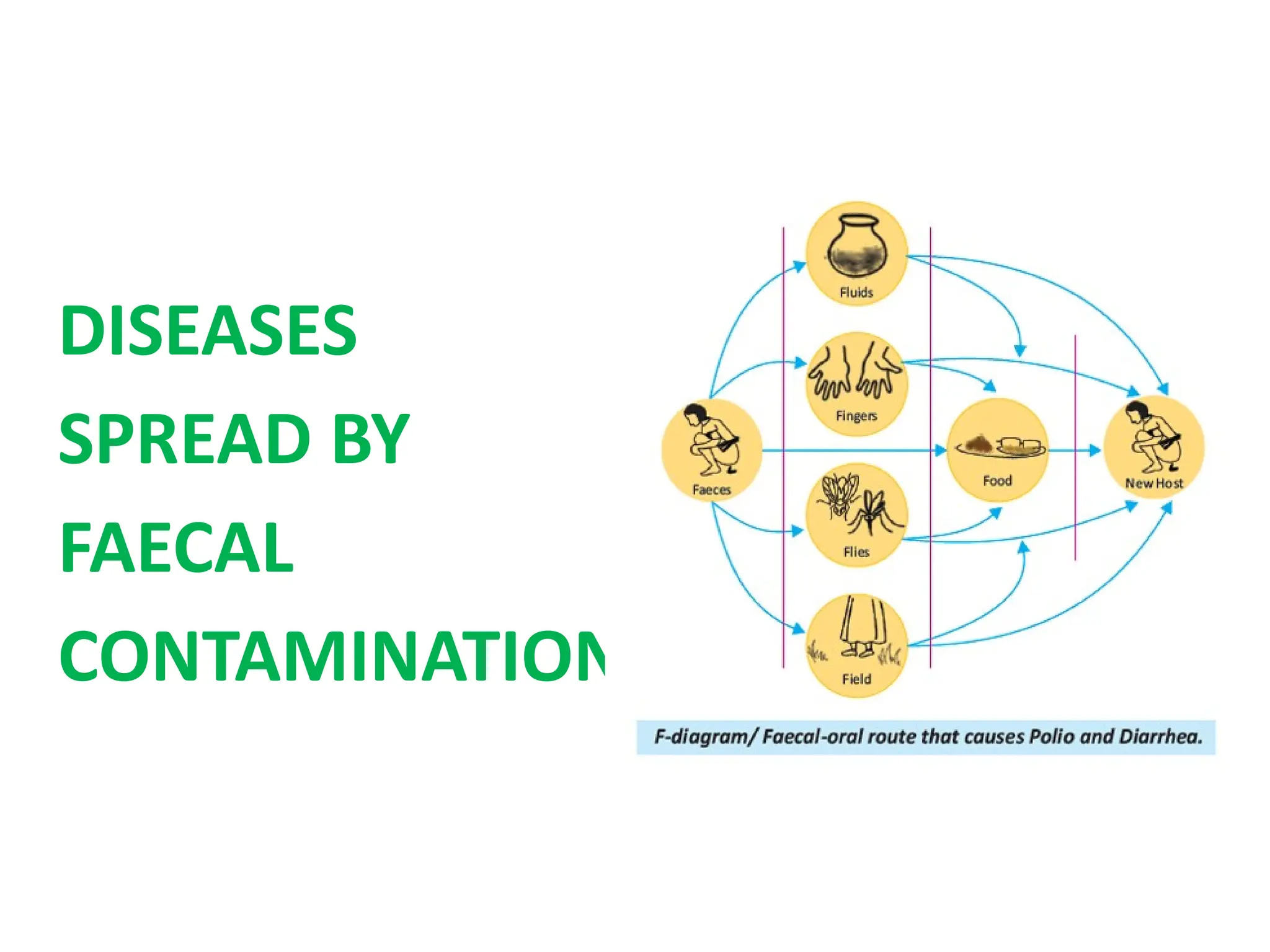 4.Disease spread by faecal contamination.pptx