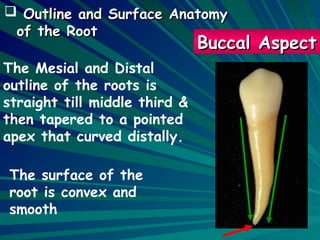 4. .LEC CONS mandibular first premolar.ppt