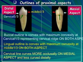 4. .LEC CONS mandibular first premolar.ppt