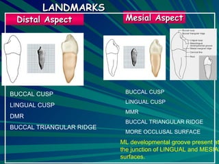 4. .LEC CONS mandibular first premolar.ppt