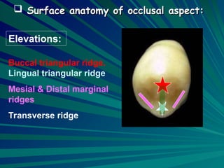 4. .LEC CONS mandibular first premolar.ppt