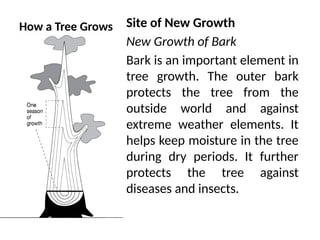 4. How does a tree works!!!!........pptx