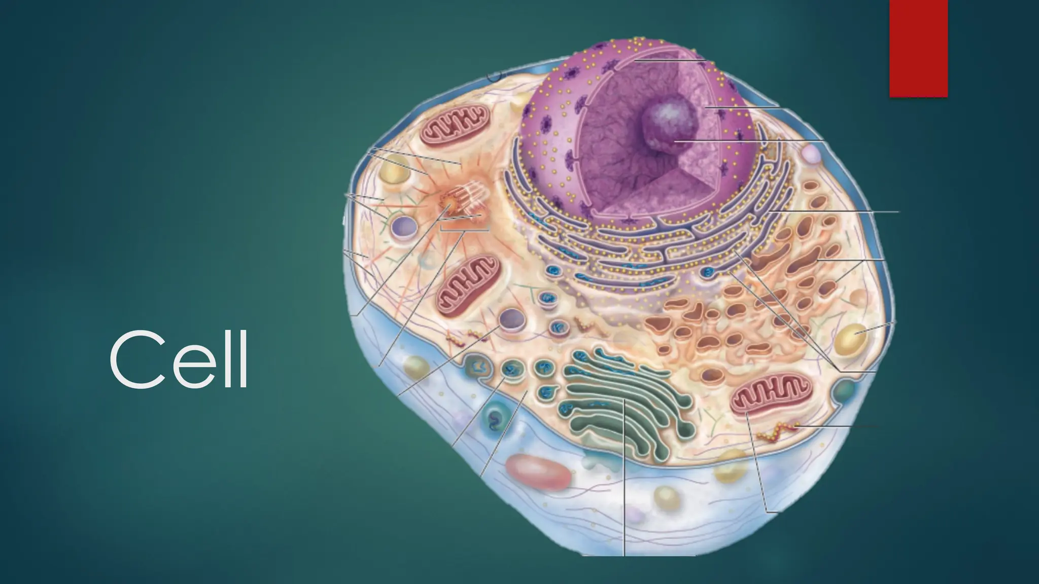 4. The Cell-structure and main organelles | PPTX
