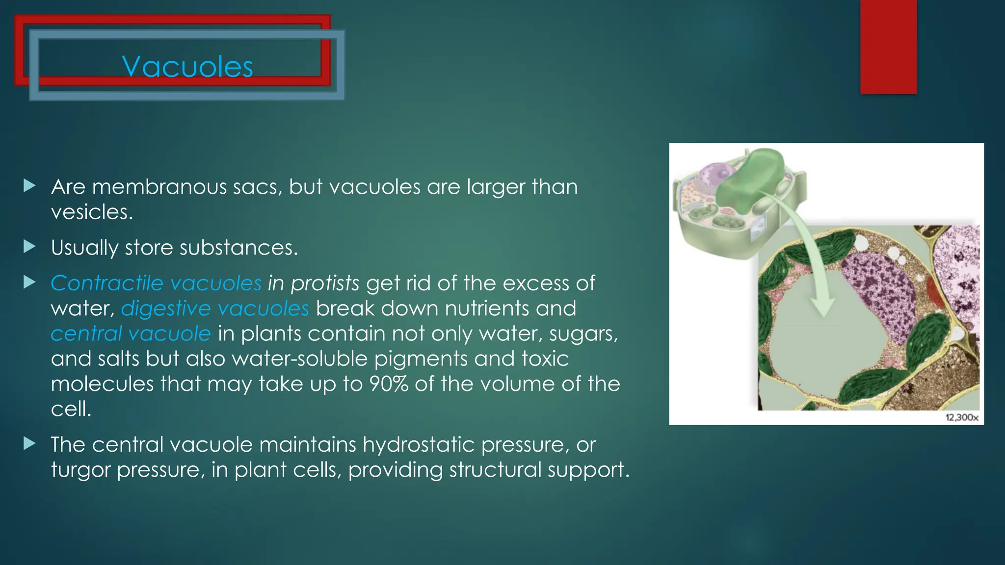 4. The Cell-structure and main organelles | PPTX