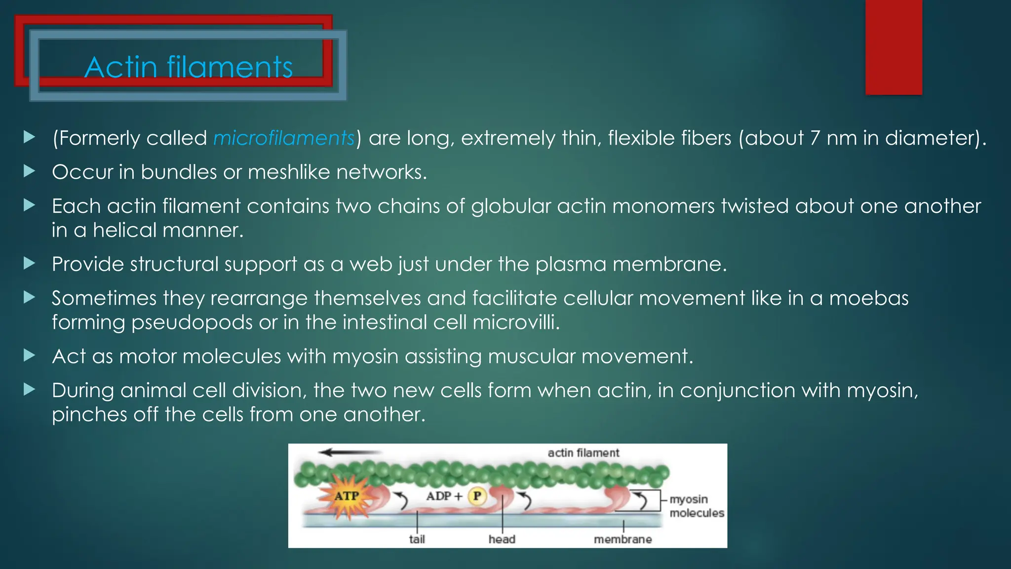 4. The Cell-structure and main organelles | PPTX