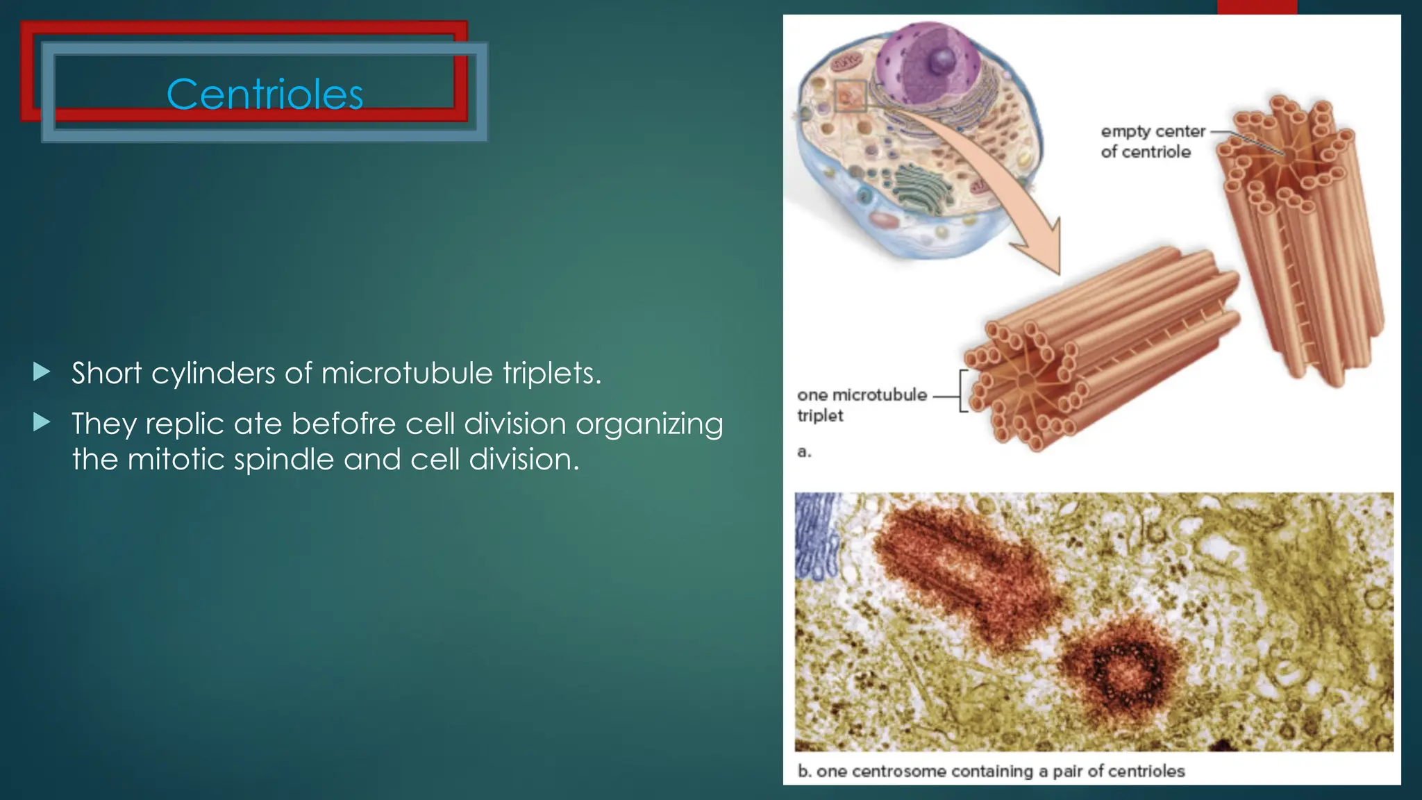 4. The Cell-structure and main organelles | PPTX