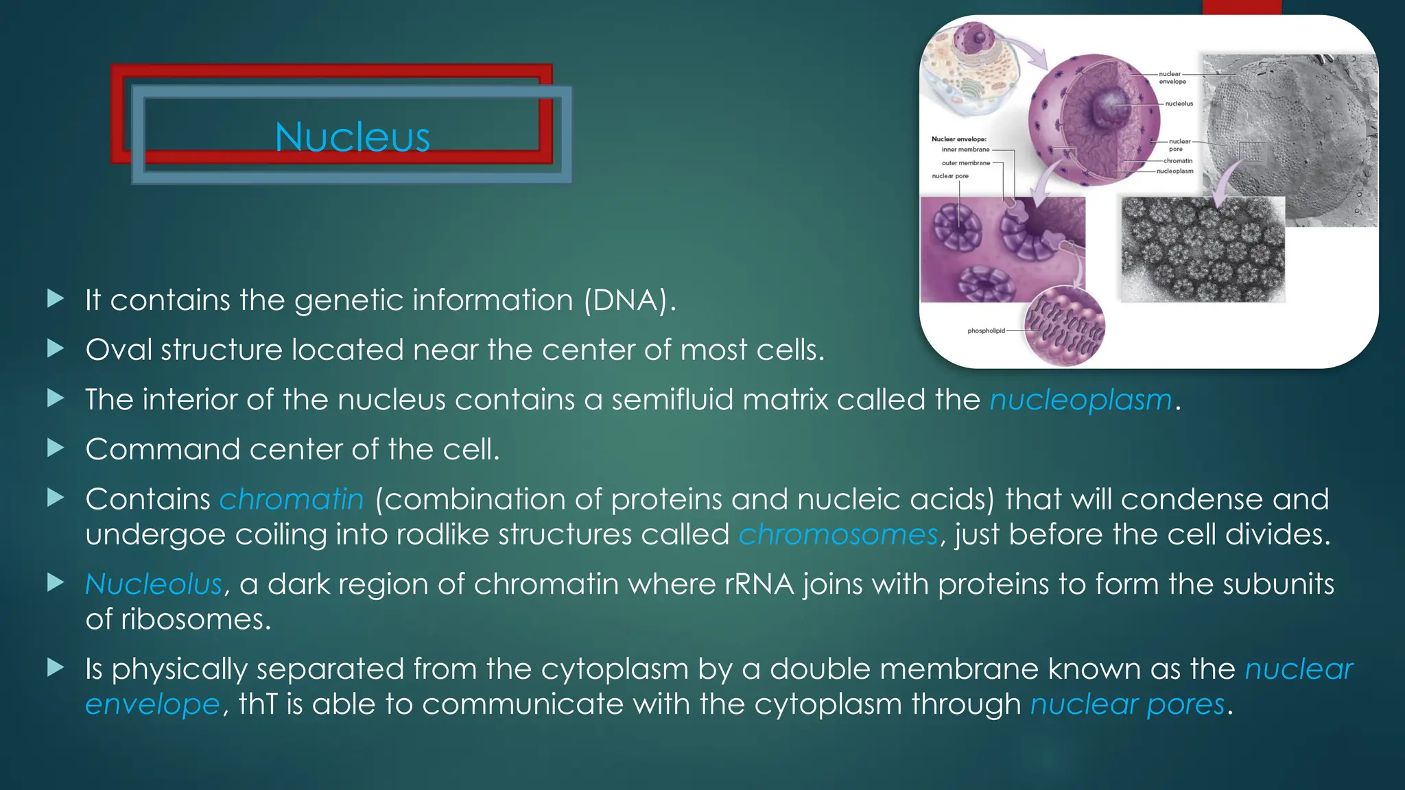 4. The Cell-structure and main organelles | PPTX